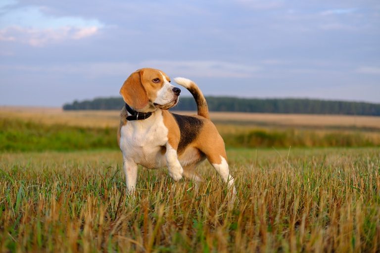 4 Common Types of Beagles (With Pictures) – Dogster
