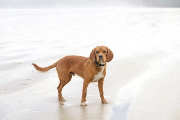 12 Common Beagle Mixes: With Pictures & Info – Dogster
