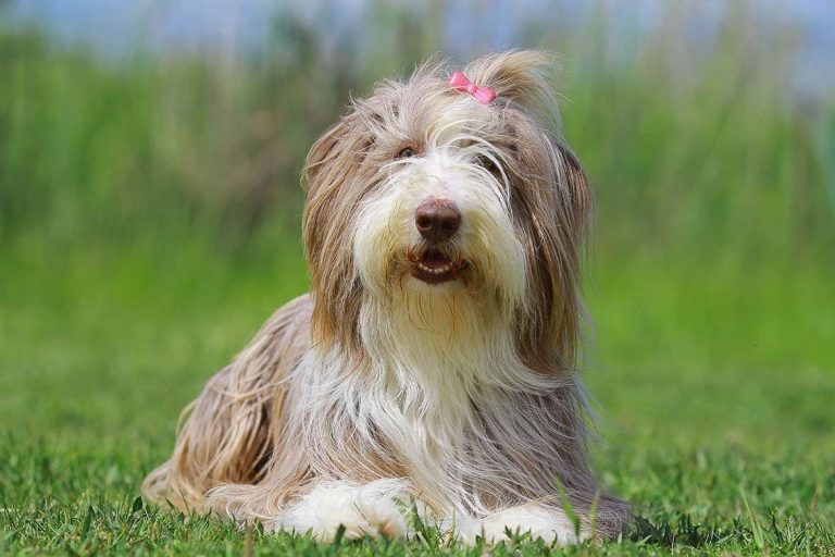 Bearded Collie Dog Breed: Info, Pictures, Facts & Traits – Dogster