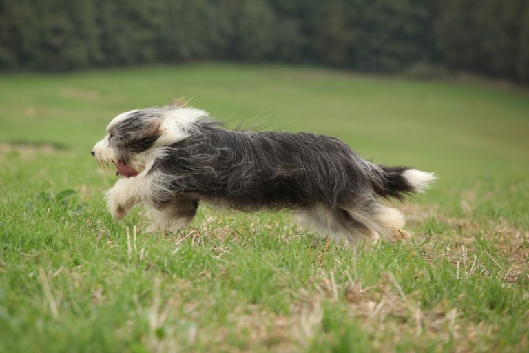 Bearded Collie Dog Breed: Info, Pictures, Facts & Traits – Dogster