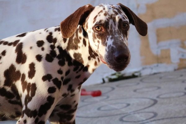 Are Dalmatians Aggressive? Vet-Verified Behavior Info & Tips – Dogster