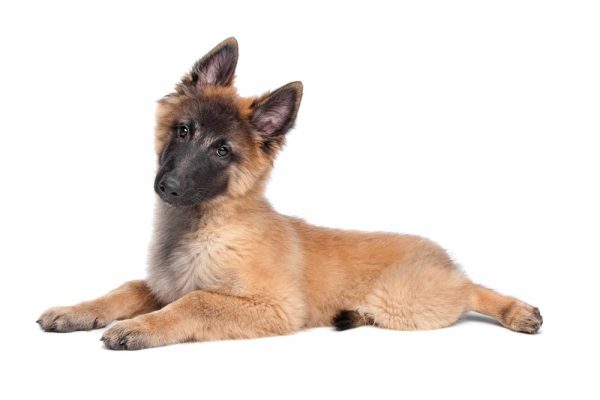 9 Belgian Dog Breeds: Info, Pictures & History – Dogster