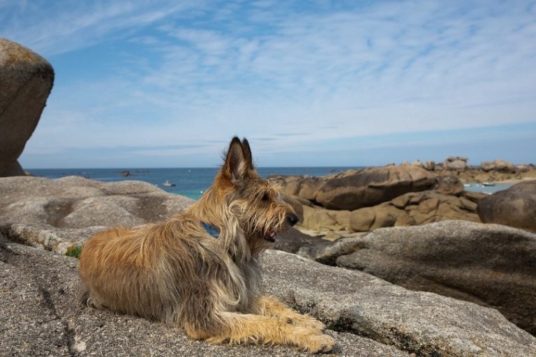 Berger Picard Dog: Breed Info, Pictures, Facts, & Traits – Dogster