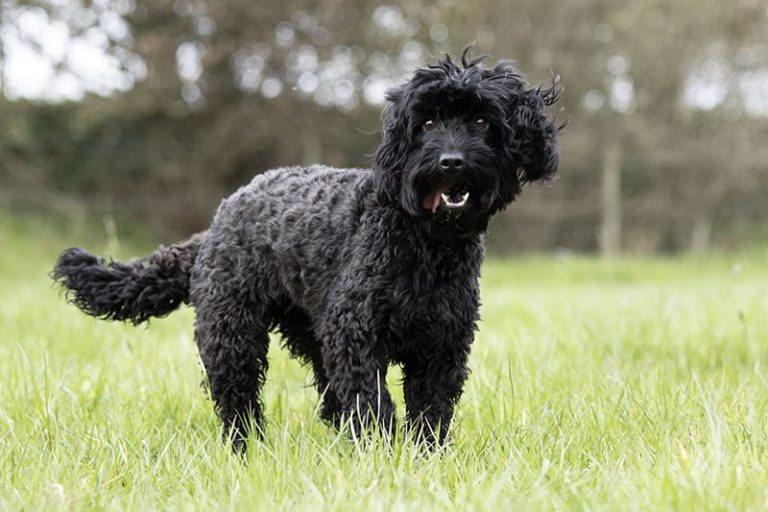 Black Cockapoo: Info, Pictures, Origin & History – Dogster