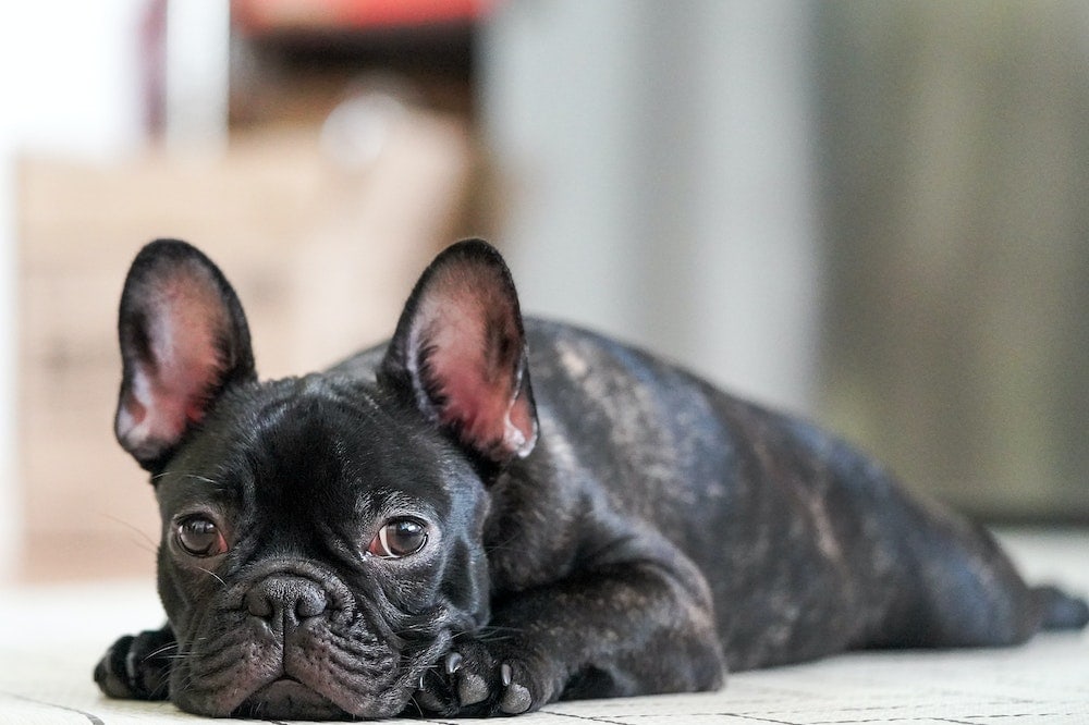 8 French Bulldog Eye Problems: Vet-Reviewed Common Types & Symptoms ...