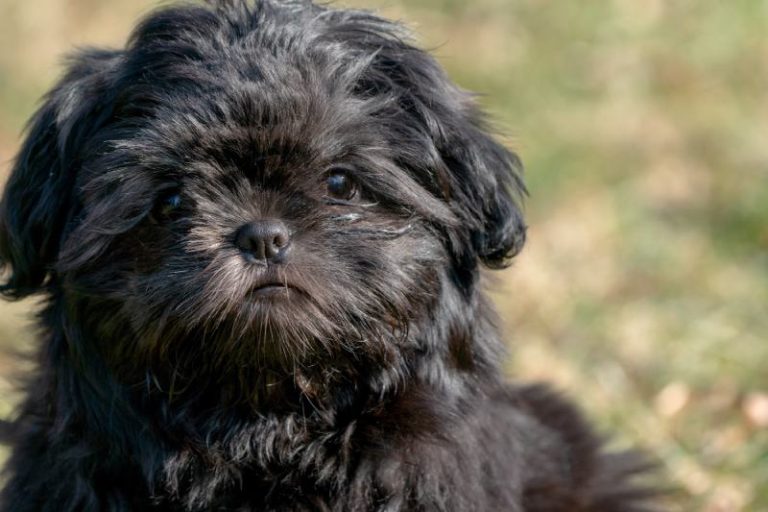 Black Shih Tzu: Info, Pictures, Origin & History – Dogster