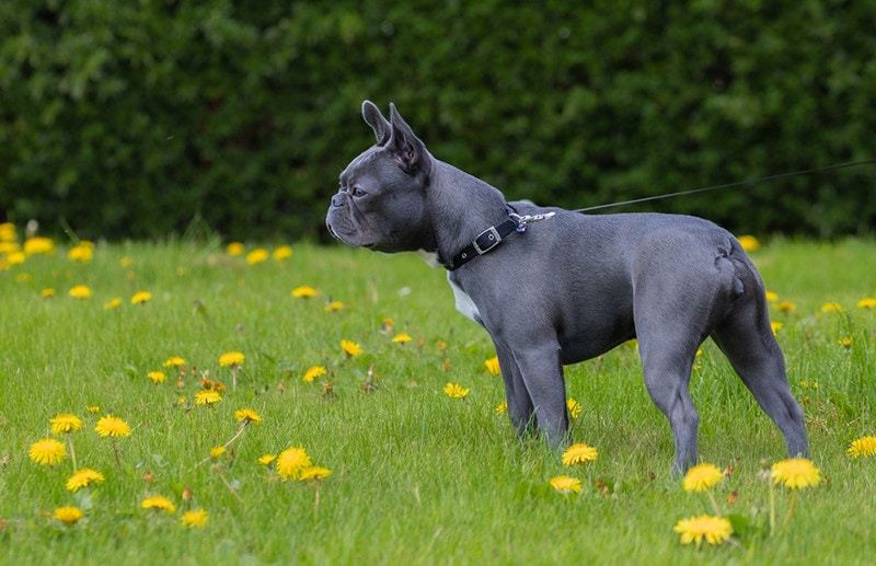 Blue Boston Terrier: Info, Pictures, Facts & History – Dogster