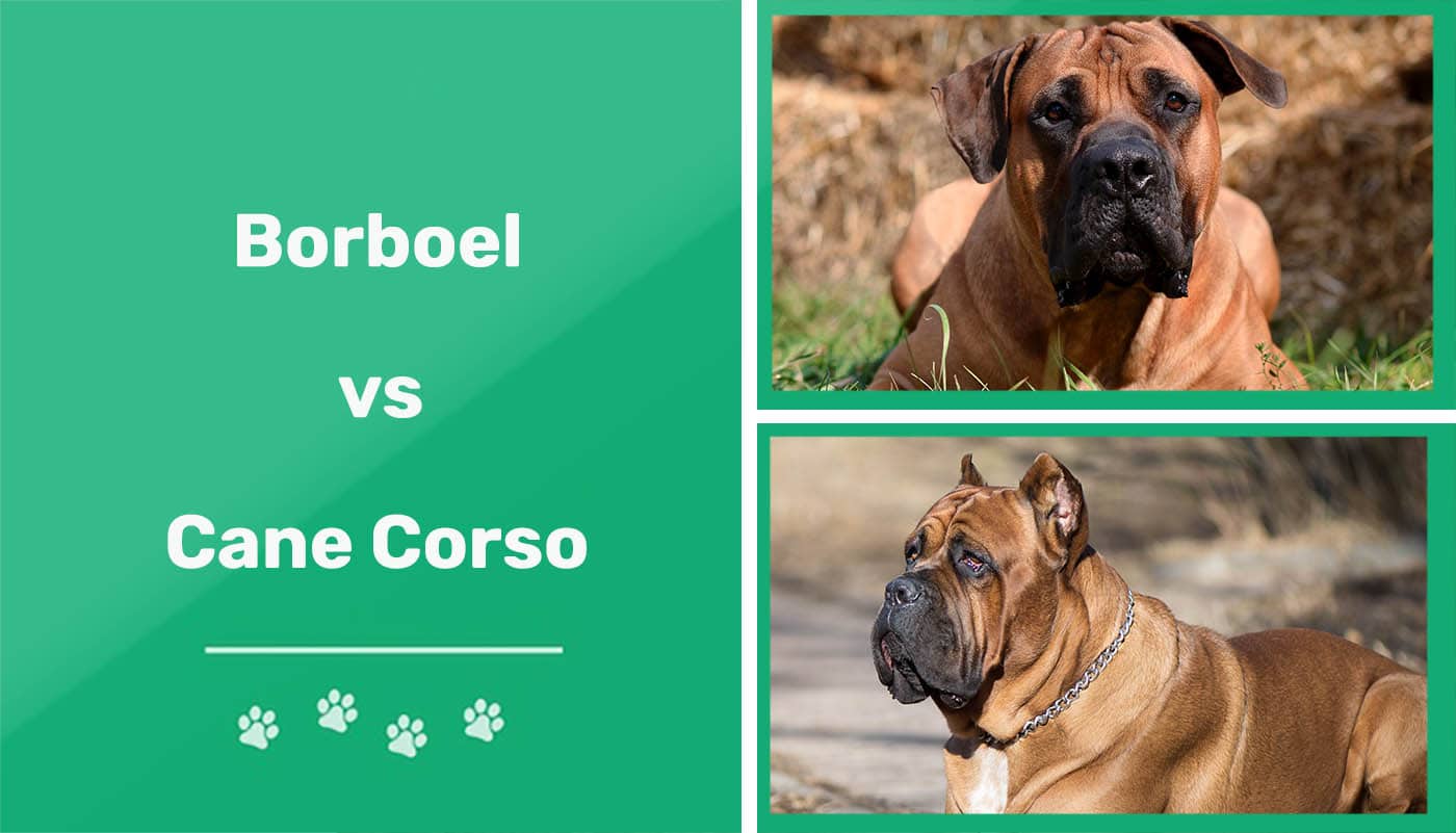 Boerboel vs Cane Corso: Main Differences (With Pictures) – Dogster