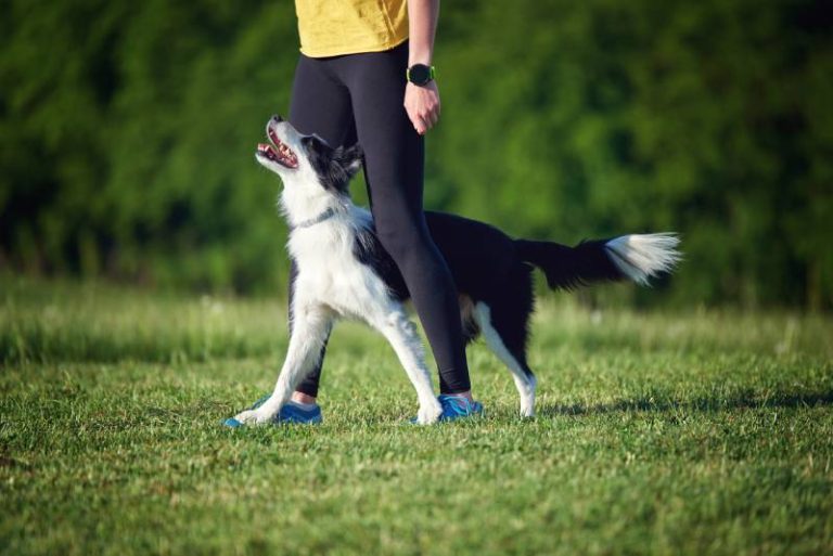 How to Train a Border Collie: 15 Tips & Tricks – Dogster
