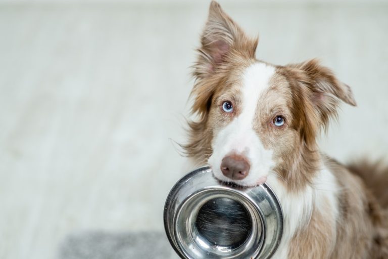 Fasting for Dogs: Vet Reviewed Risks & Benefits – Dogster