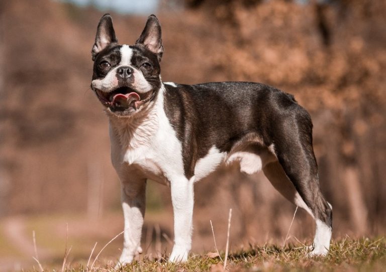 6 Amazing Boston Terrier Colors (With Pictures) – Dogster