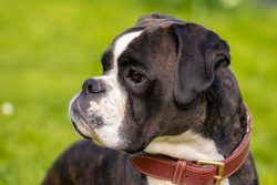 Boxer Dog Breeds & Colors (With Info & Pictures) – Dogster