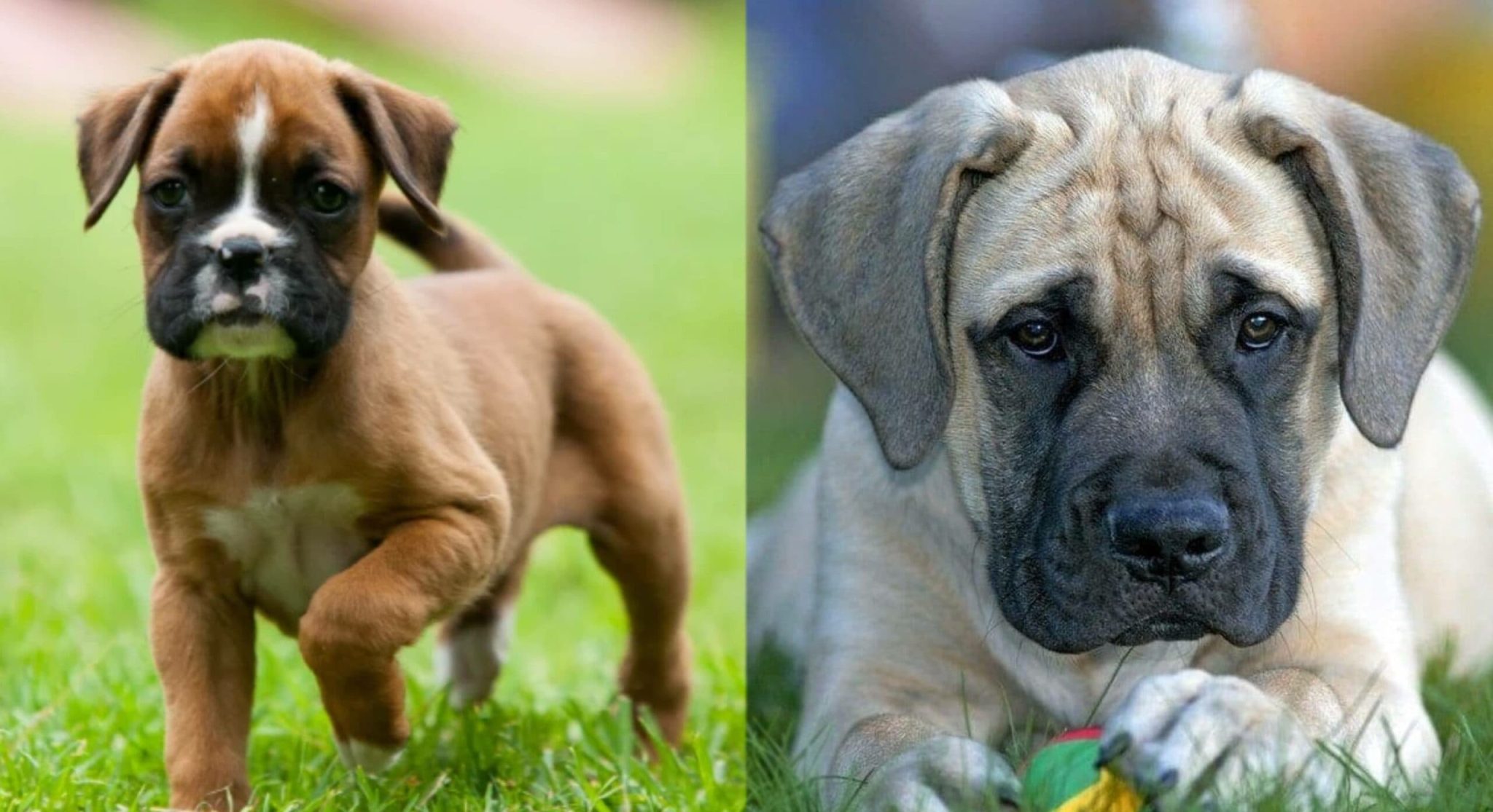 Boxer Mastiff Dog: Info, Pictures, Care Guide & Traits – Dogster
