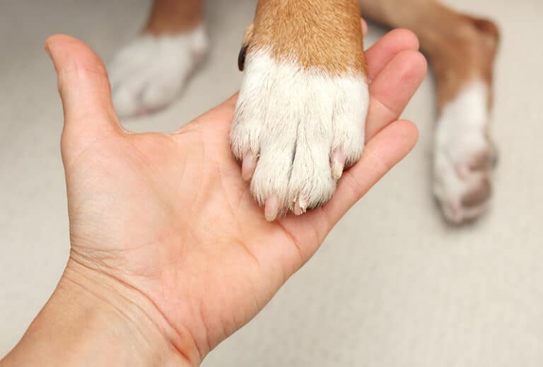 My Dog Split a Nail: Vet-Approved Signs, Treatment, Prevention & FAQ ...