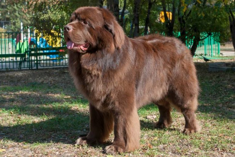 Brown Newfoundland Dog: Info, Pictures, Origin & More – Dogster