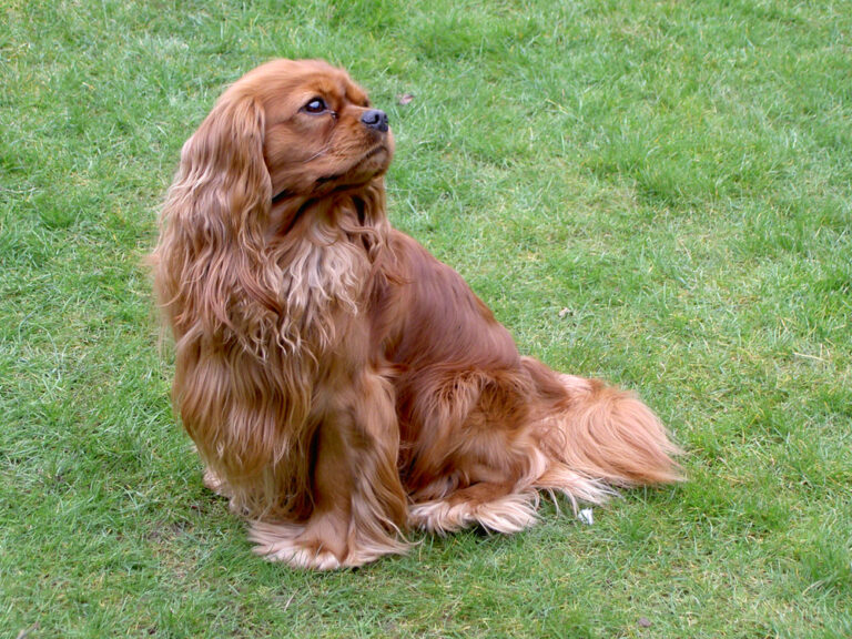 English Toy Spaniel Dog Breed: Info, Pictures, Care & More – Dogster