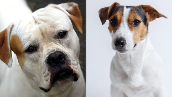 Bull-Jack (Bulldog & Jack Russell Mix): Info, Pictures, Care & More ...