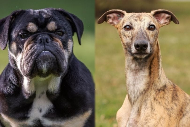 Bullwhip (Bulldog & Whippet Mix) Dog: Info, Pictures, Care Guide & More ...