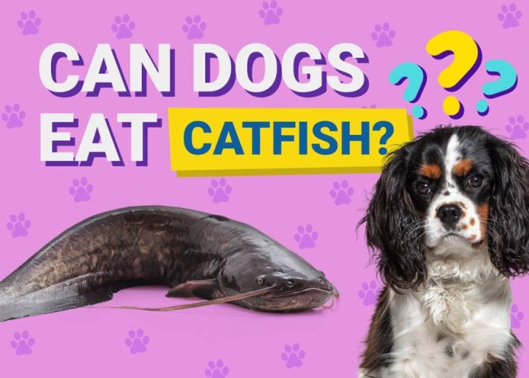 Can Dogs Eat Mint? Vet Approved Facts & FAQ – Dogster