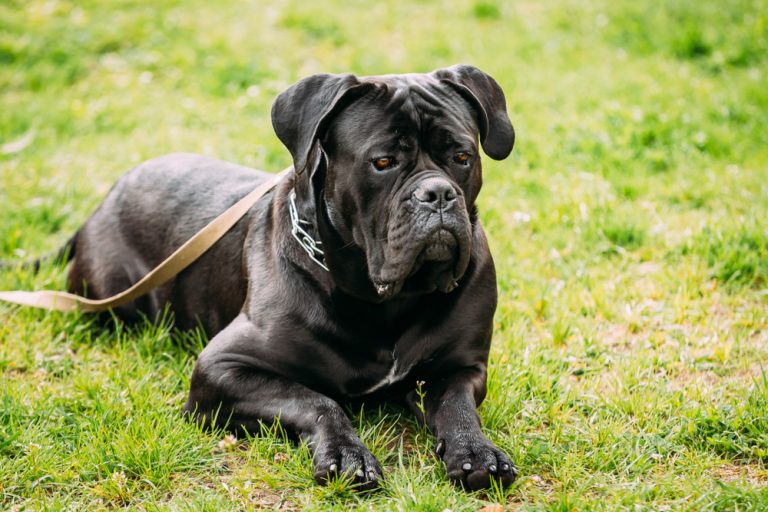 160 Cane Corso Names: Male & Female Names With Meanings – Dogster