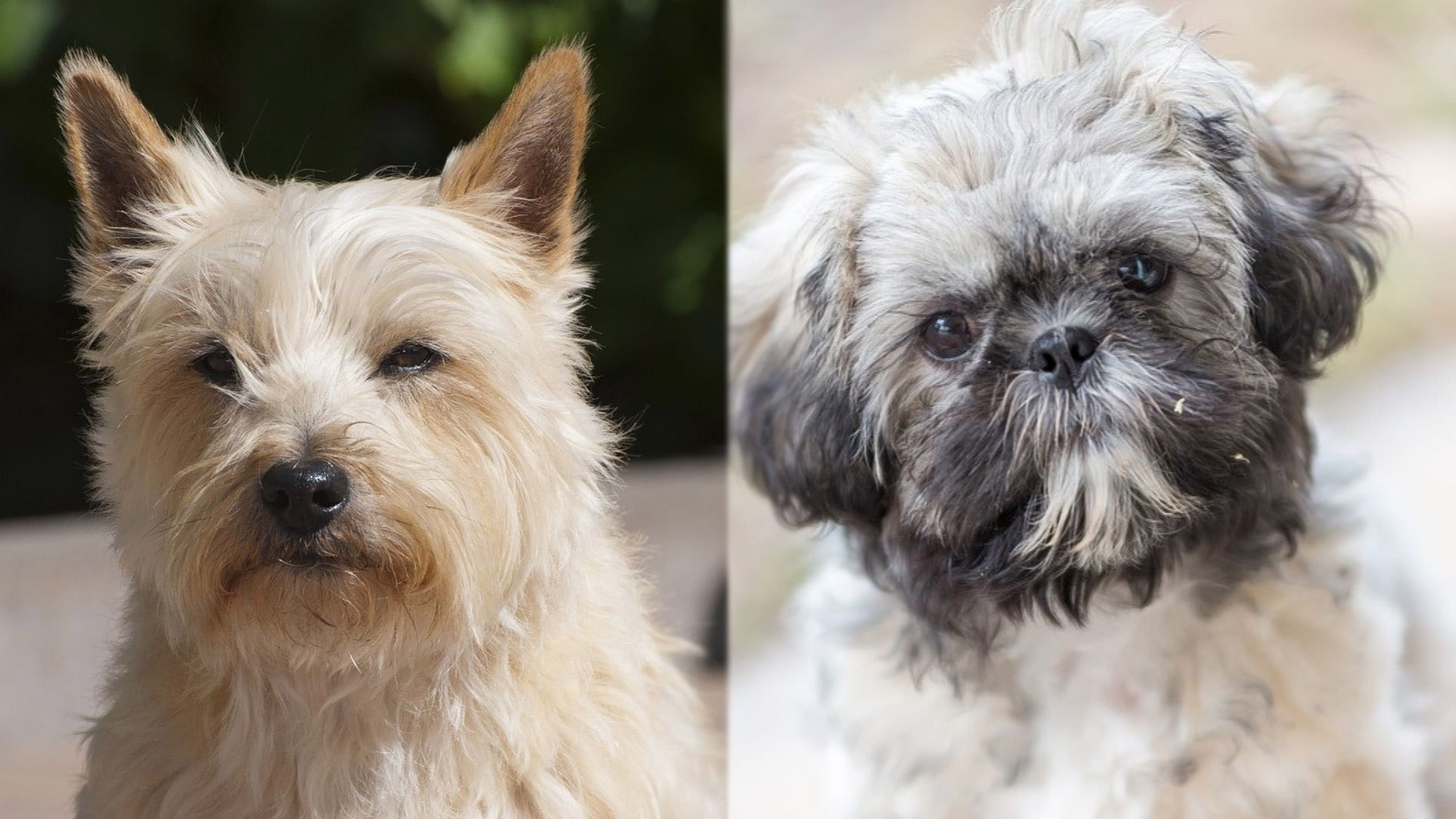 Care Tzu (Cairn Terrier and Shih Tzu): Guide, Info, Pictures, Care ...