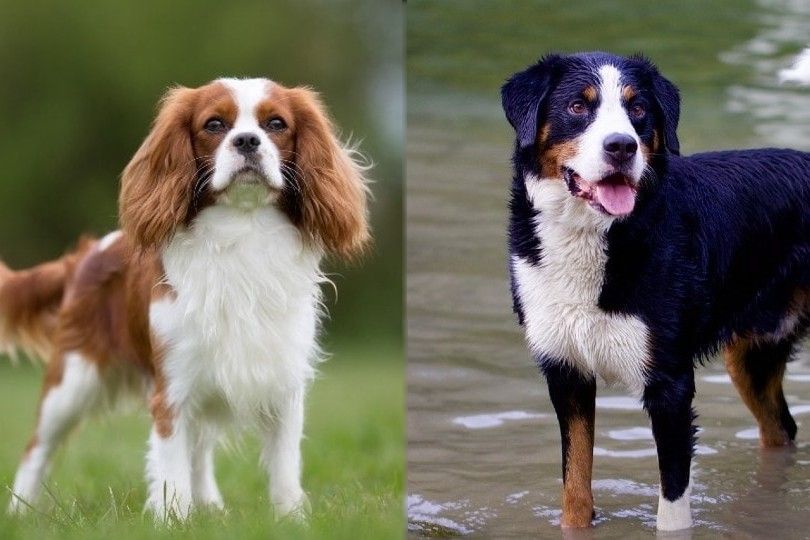 Mini Bernese Mountain Dog Breed Info: Pictures, Temperament & Traits ...