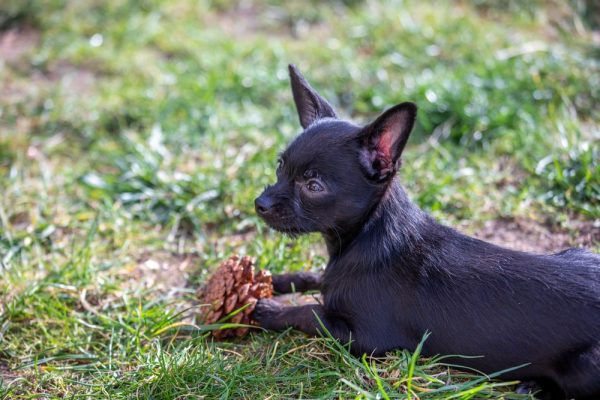 Coccidia in Puppies: Causes, Signs & Treatments (Vet Answer) – Dogster