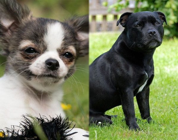 Chi Staffy Bull Dog Breed: Info, Pictures, Care Guide & More! – Dogster