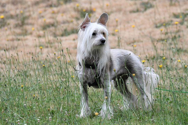 8 Chinese Dog Breeds (With Info & Pictures) – Dogster