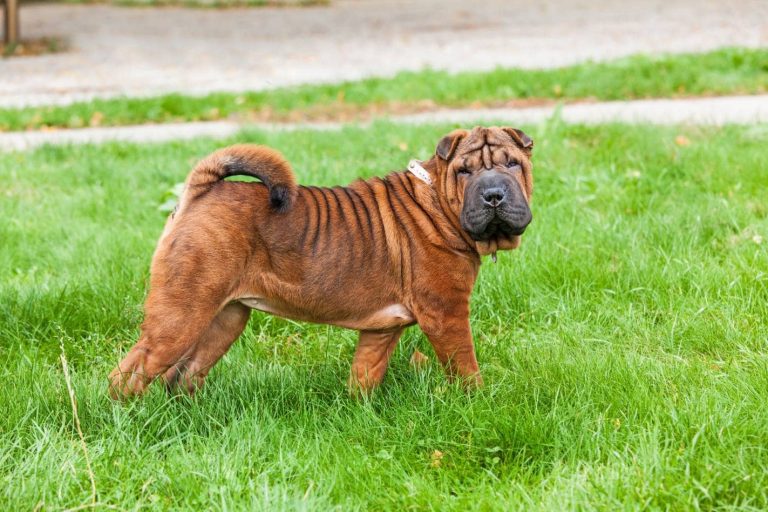 Chow Pei (Shar Pei & Chow Chow Mix): Info, Pictures, Care & More – Dogster