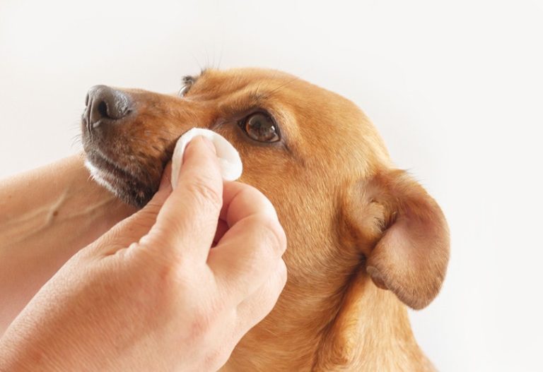 How to Clean a Dog’s Eyes in 6 Steps: Vet-Approved Guide – Dogster