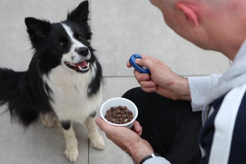 Reward vs Reinforcement in Dog Training: Vet-Verified Pros, Cons ...