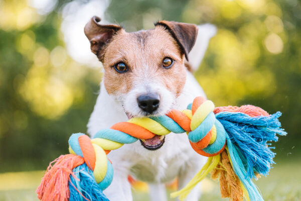 How to Teach Your Dog to Fetch in 4 Easy Steps – Dogster
