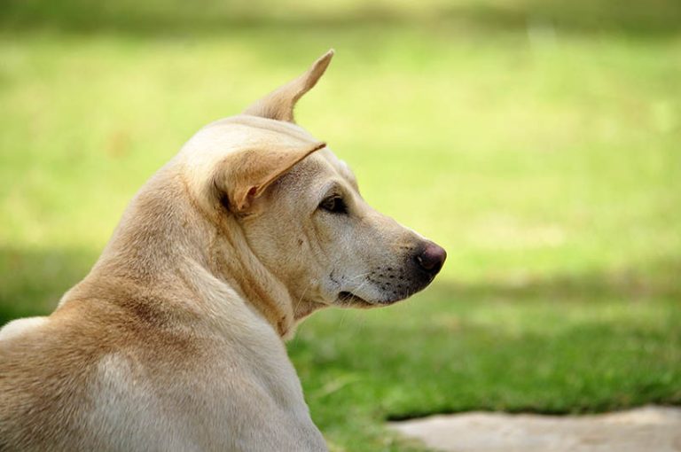 4 Vietnamese Dog Breeds: Info, Pictures & History – Dogster