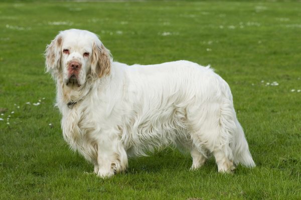 Clumber Spaniel Dog Breed: Info, Pictures, Facts & More – Dogster