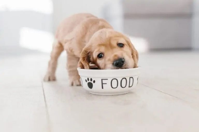 8 Best Organic Puppy Foods in 2026: Reviews & Top Picks – Dogster