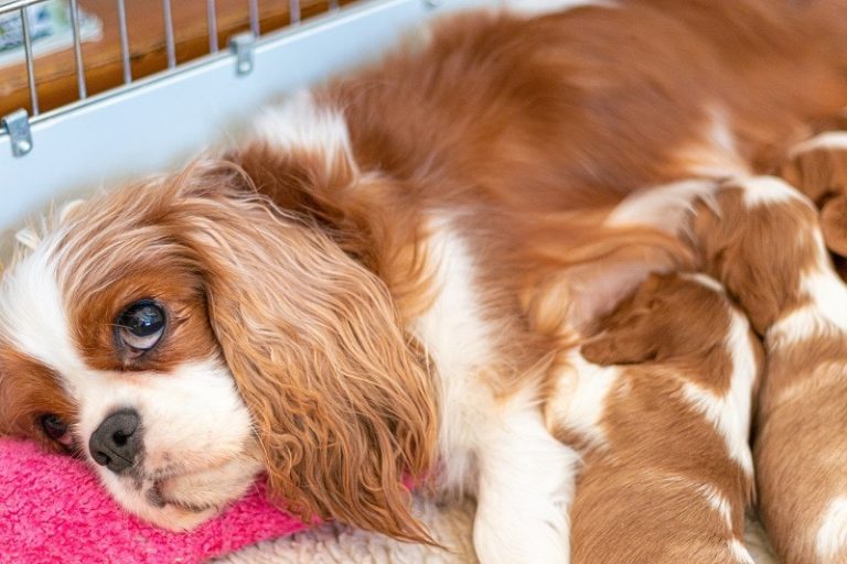 How to Keep Mother Dogs Healthy After Birth: Vet-Approved Postpartum ...