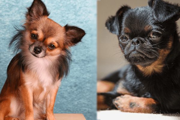Chussel (Chihuahua & Brussels Griffon Mix): Info, Pictures, Care & More ...