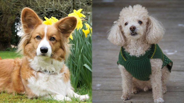 Corgipoo Dog Breed: Pictures, Info, Care Guide & More – Dogster