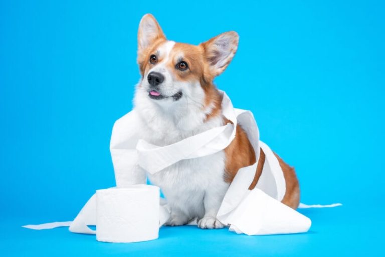 Why Do Dogs Eat Toilet Paper? Vet-Verified Risks & Prevention Tips ...