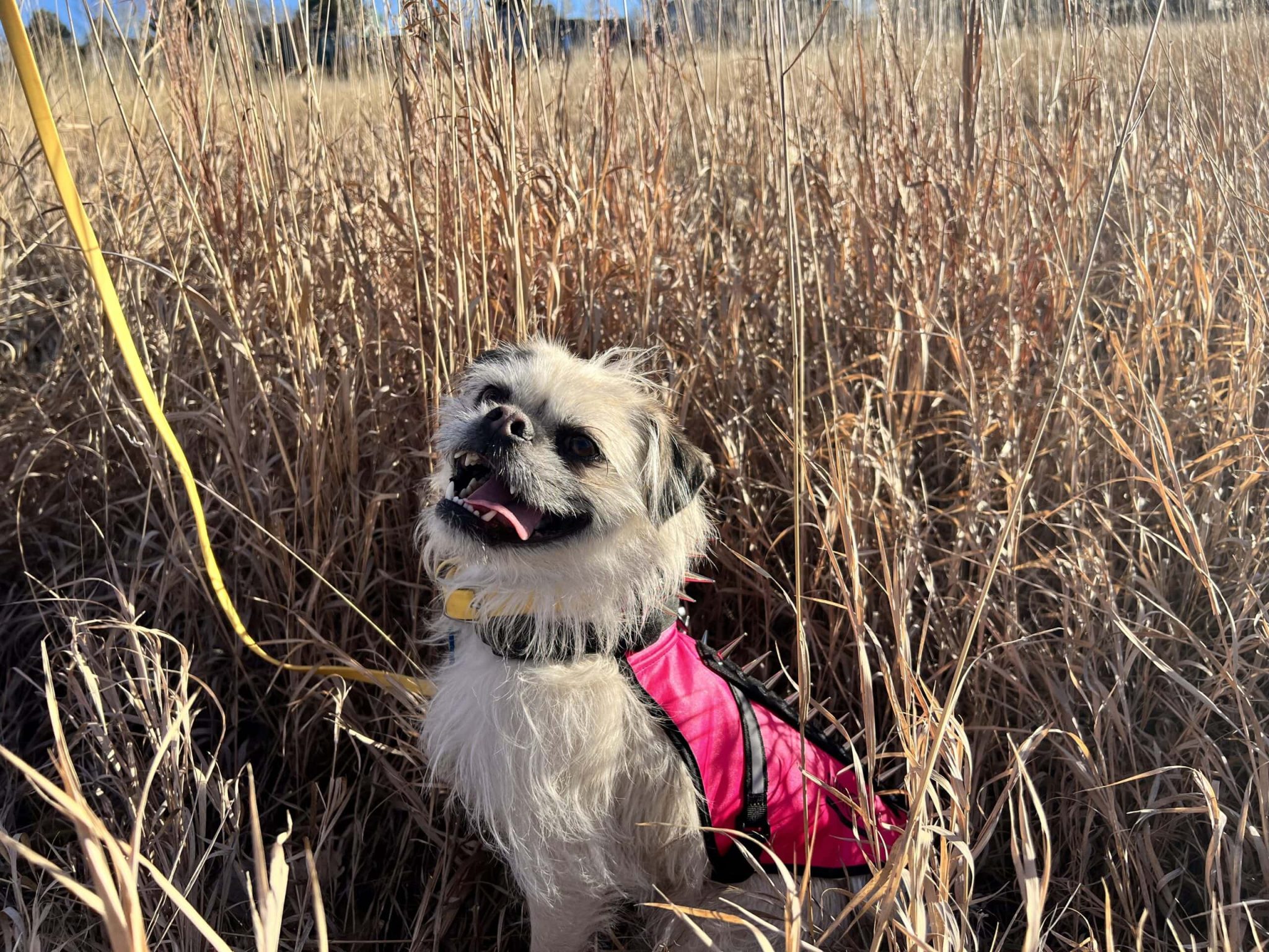 CoyoteVest Review 2026: An Expert's Breakdown – Dogster