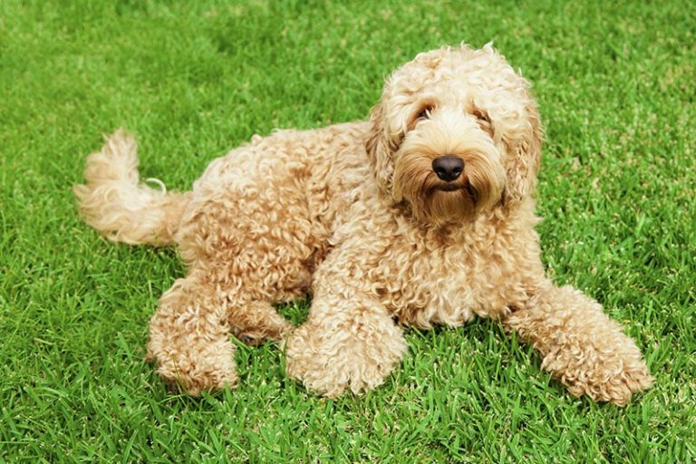 Yellow Labradoodle: Info, Pictures, History & More – Dogster