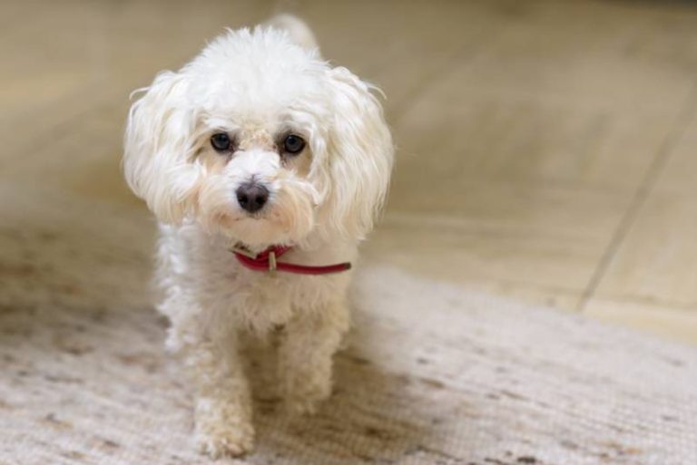 Toy Poodle Dog Breed: Info, Pictures, Traits & Care Guide – Dogster