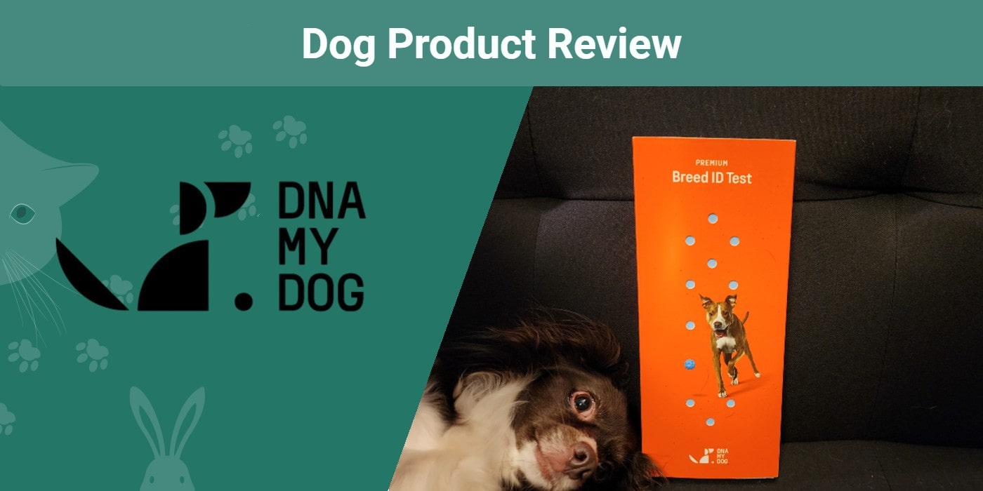 DNA My Dog Breed ID Test Review 2024: An Expert's Breakdown – Dogster