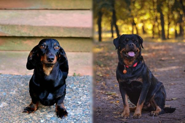 Dachshund Rottweiler Mix: Info, Pictures, Care Guide & More – Dogster