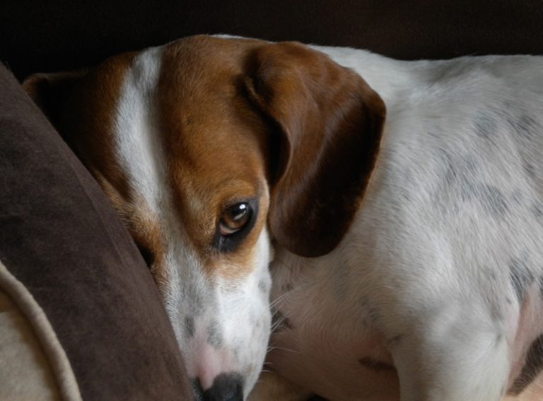 What Is IVDD in Dachshunds? Vet Explains Signs, Causes & Treatment ...
