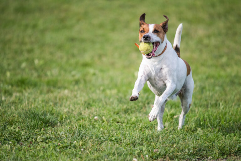 How to Teach Your Dog to Fetch in 4 Easy Steps – Dogster