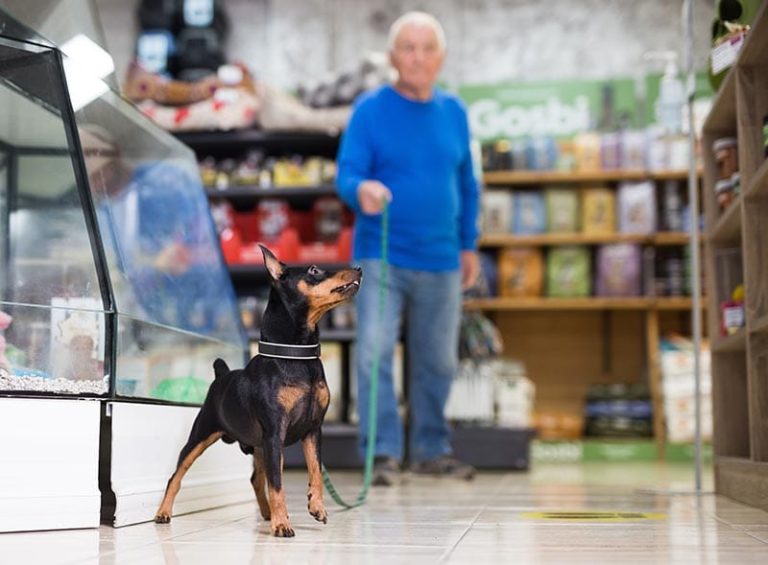 25 Dog-Friendly Stores in the US (2024 Update) – Dogster