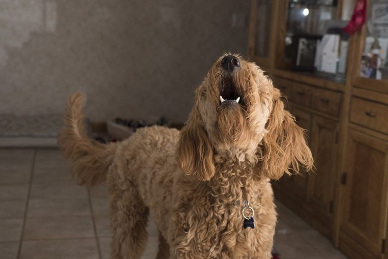 Why Is My Dog Barking at Nothing? 6 Reasons & How to Stop It – Dogster