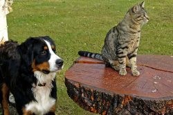 How to Introduce a Cat to a Dog: 8 Vet-Verified Tips – Dogster